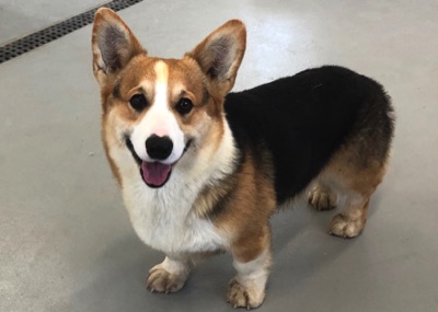 Corgi Puppies - Family Forever Puppies