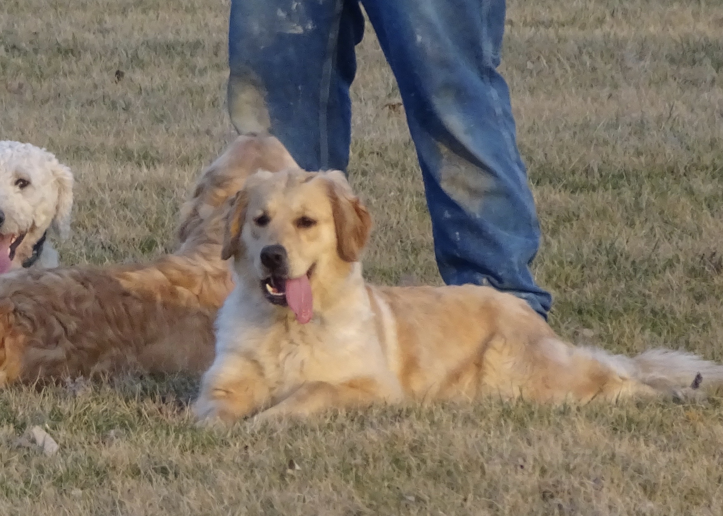 Goldendoodle Puppies - Family Forever Puppies