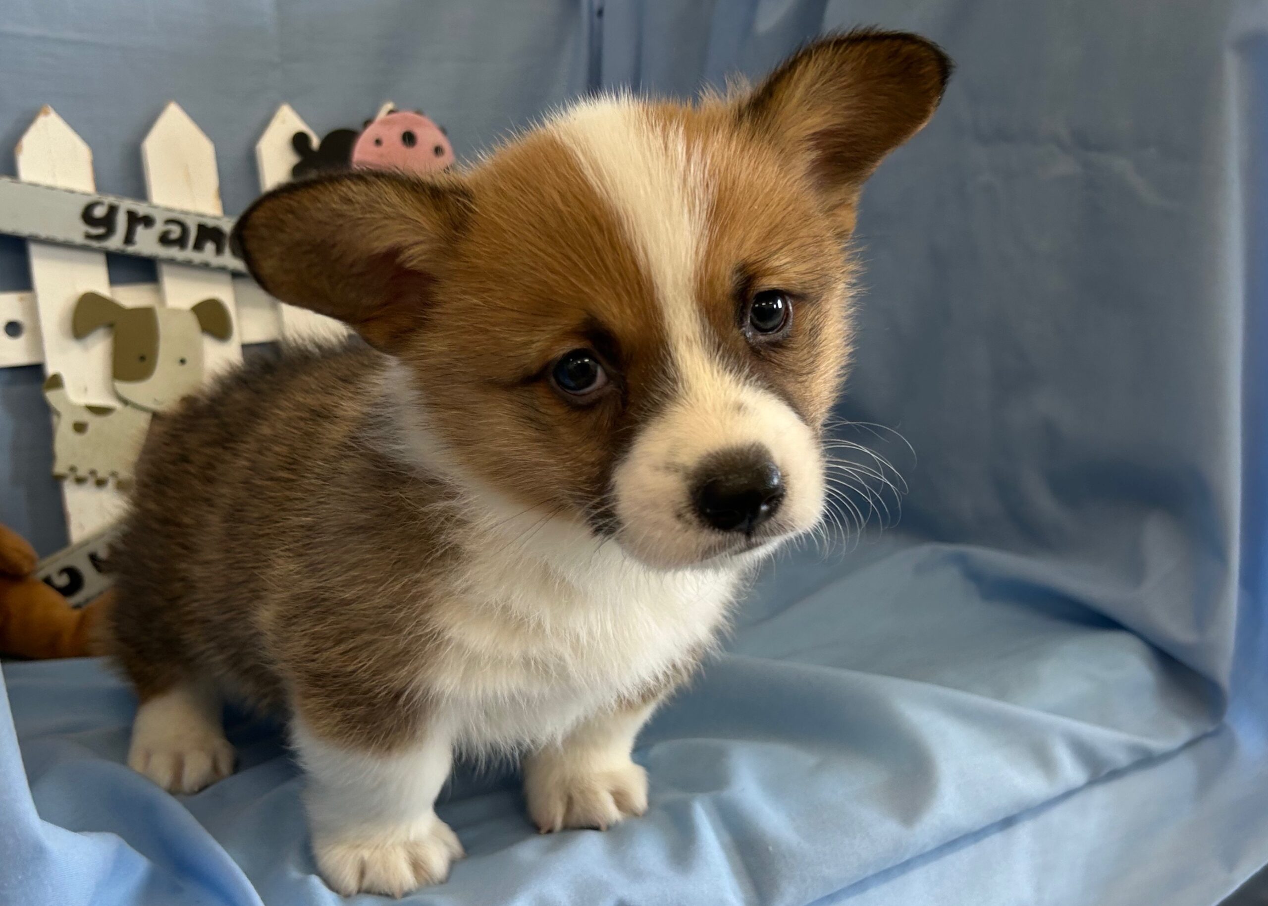 8 Week Corgi