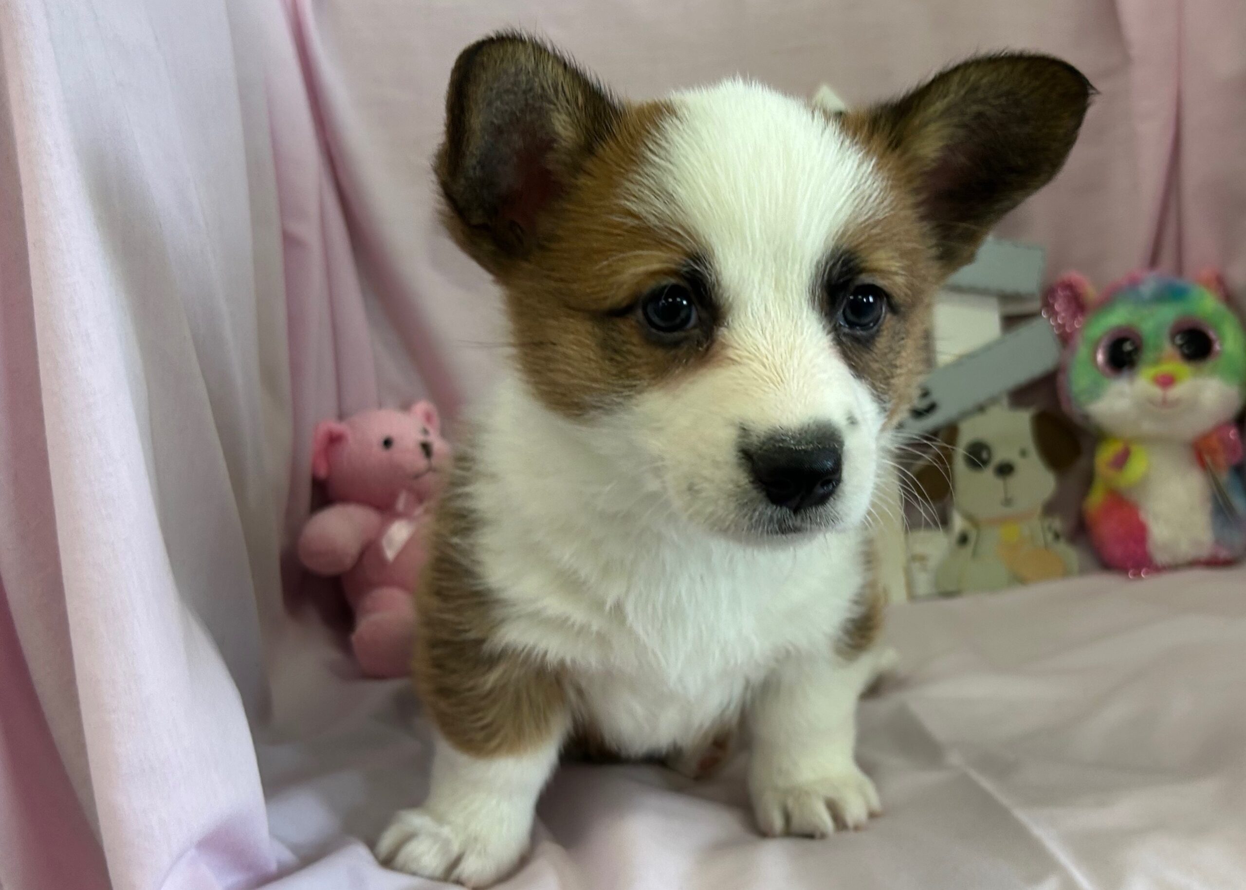 8 Week Corgi