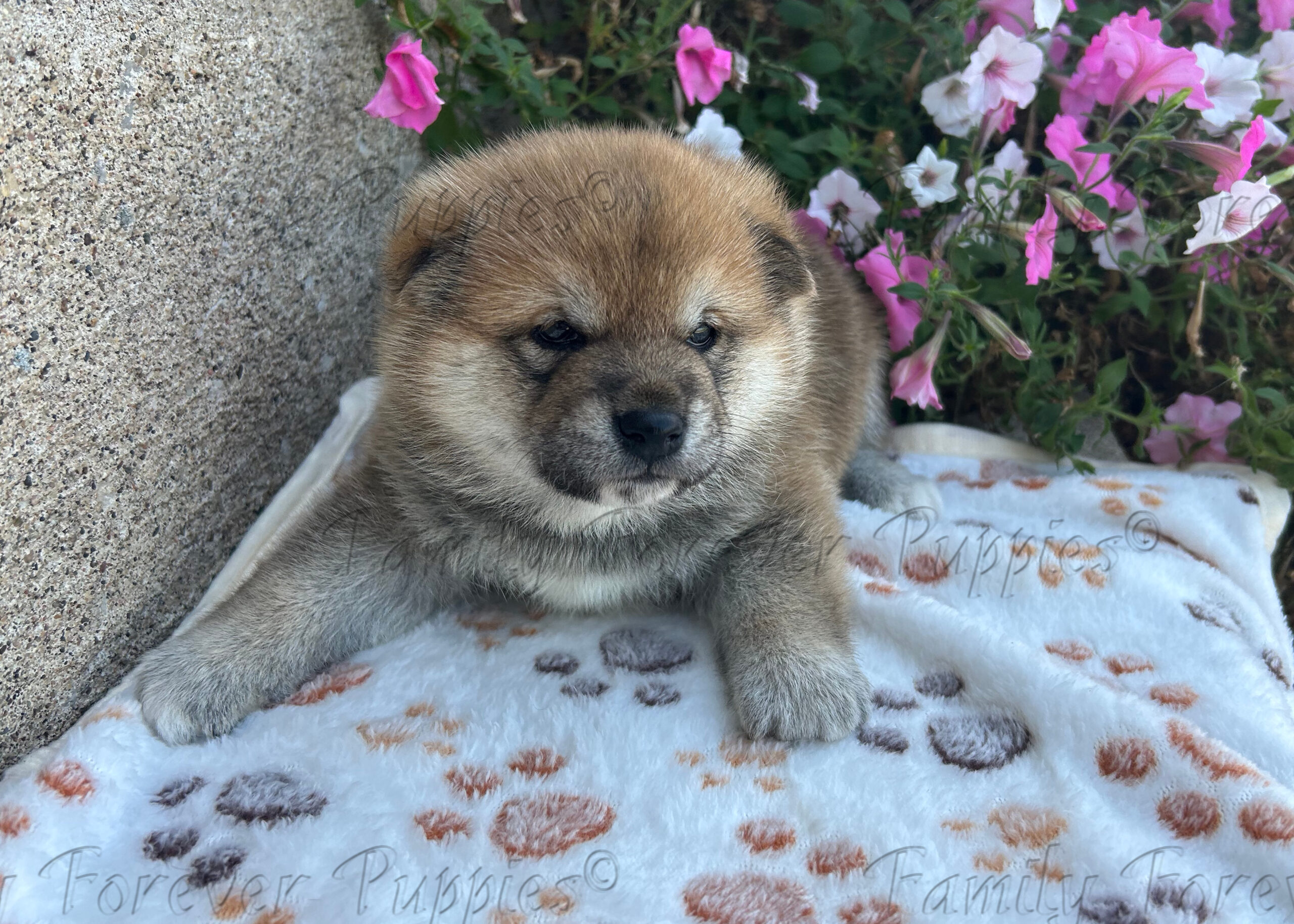 Fluffy Shiba Inu Puppy