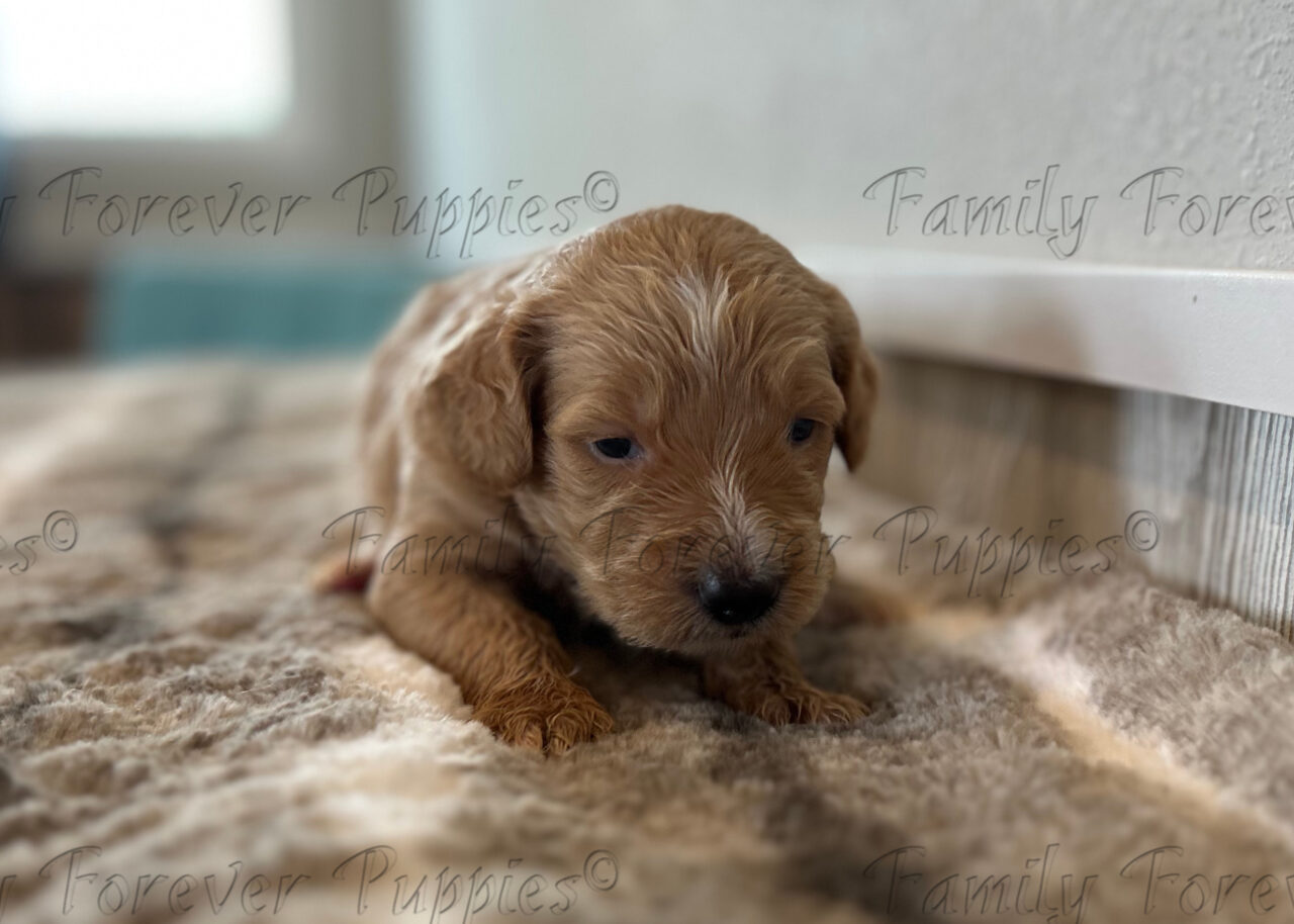 Goldendoodles Puppies for Sale St. Louis | Family Forever Puppies