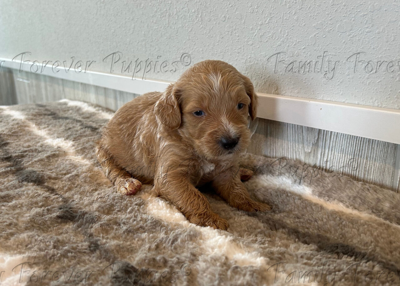 Goldendoodles Puppies for Sale St. Louis | Family Forever Puppies